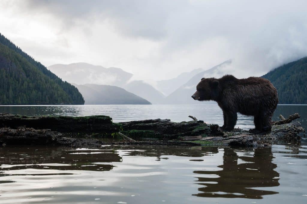Great Bear Rainforest in Photos - Pacific Wild