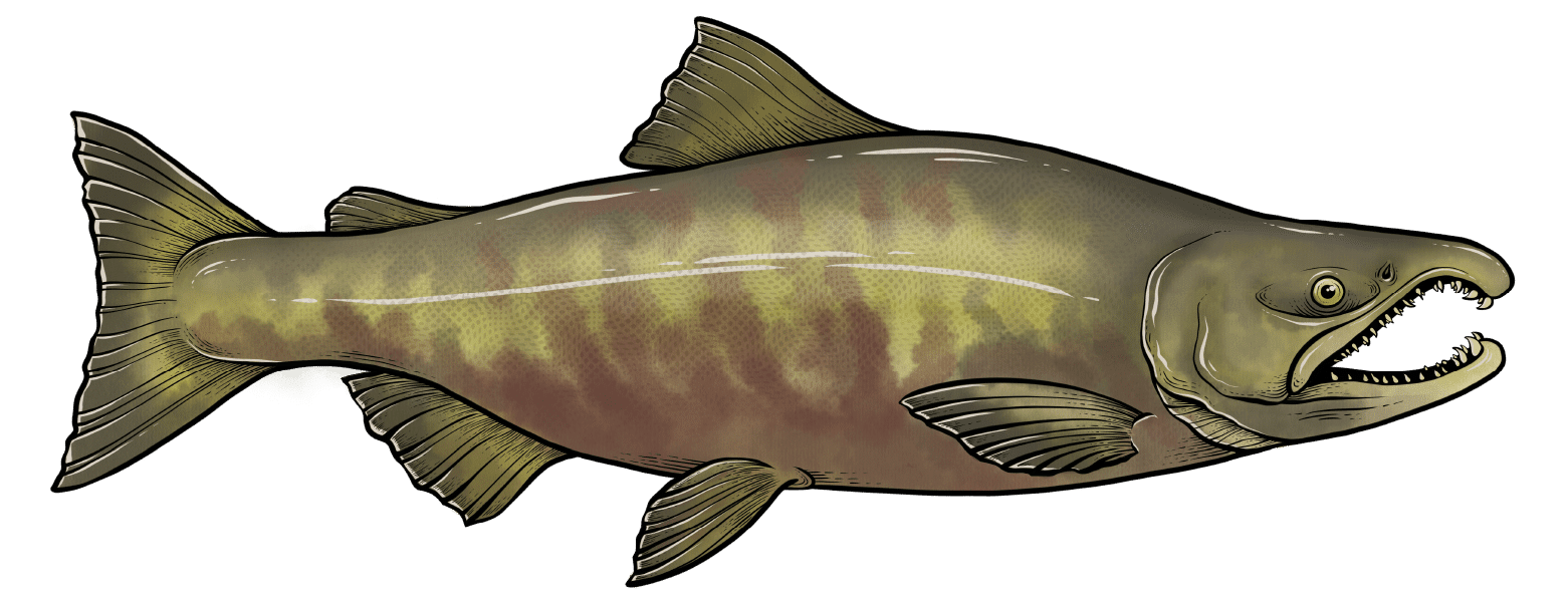 Pacific Salmon Species Spotlight - Pacific Wild