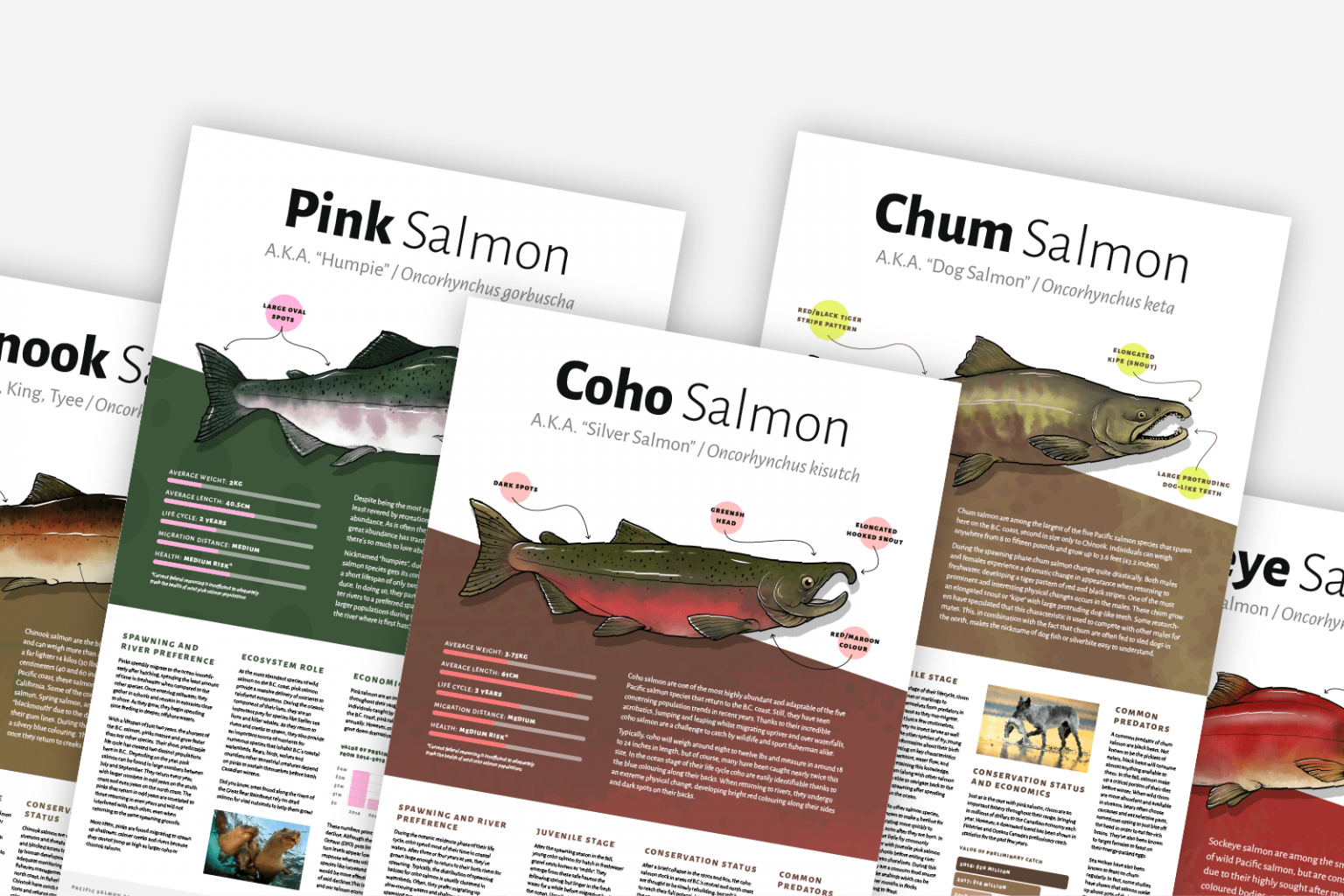 Pacific Salmon Species Spotlight - Pacific Wild