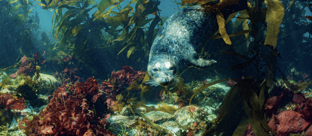 5 Benefits of Marine Protected Areas (MPAs) - Pacific Wild