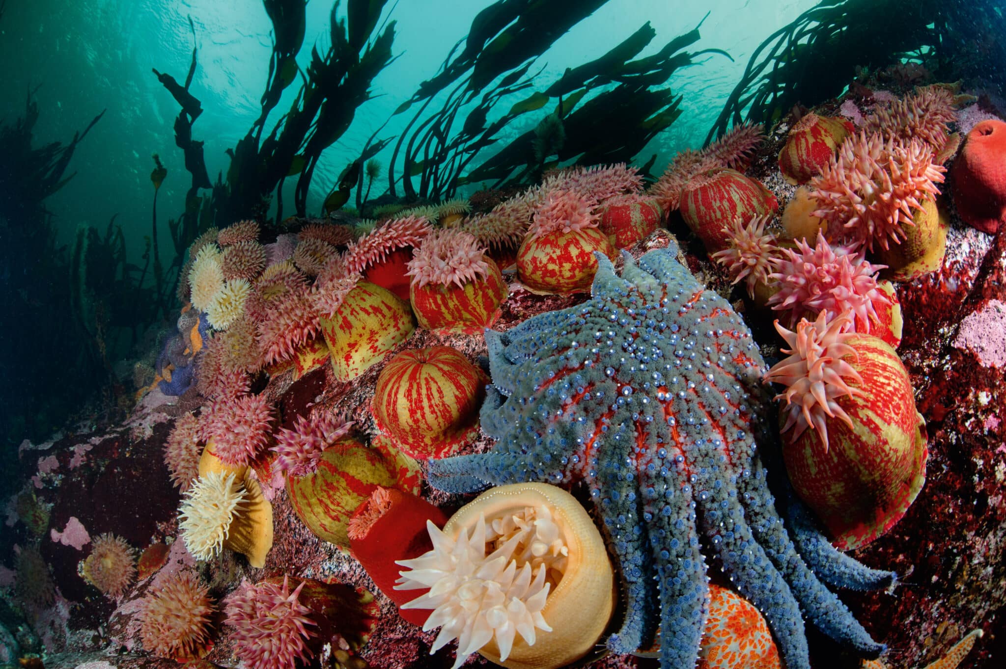 Great Bear Rainforest Conservation | BC