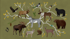 Wolves and the Food Web - Pacific Wild