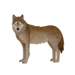 Wolves and the Food Web - Pacific Wild